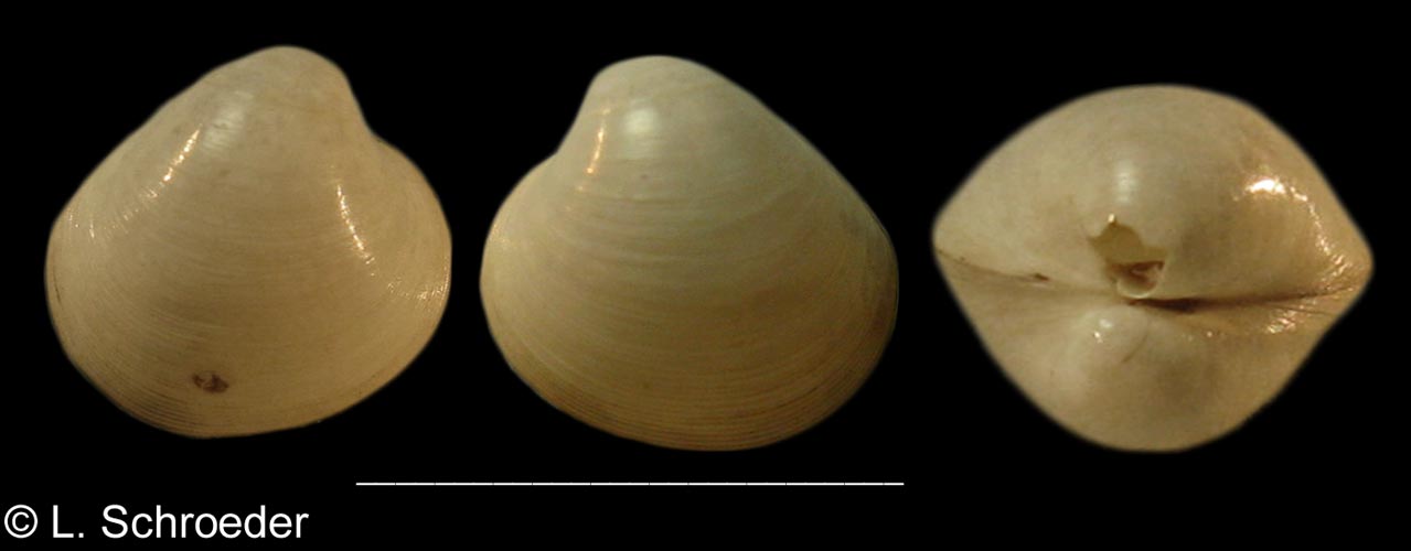 Bivalves - Trapezidae, Ungulinidae, Kelliellidae, Vesicomyidae